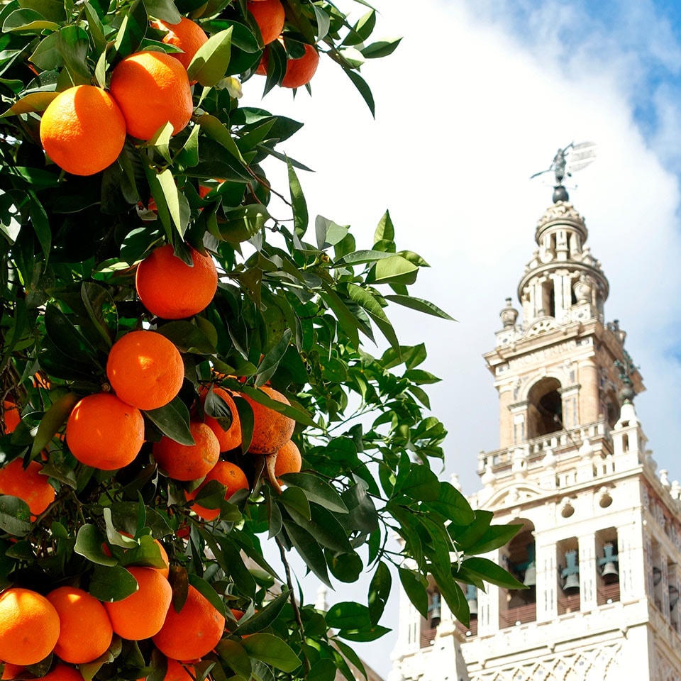 Continental Dark Seville Caramel